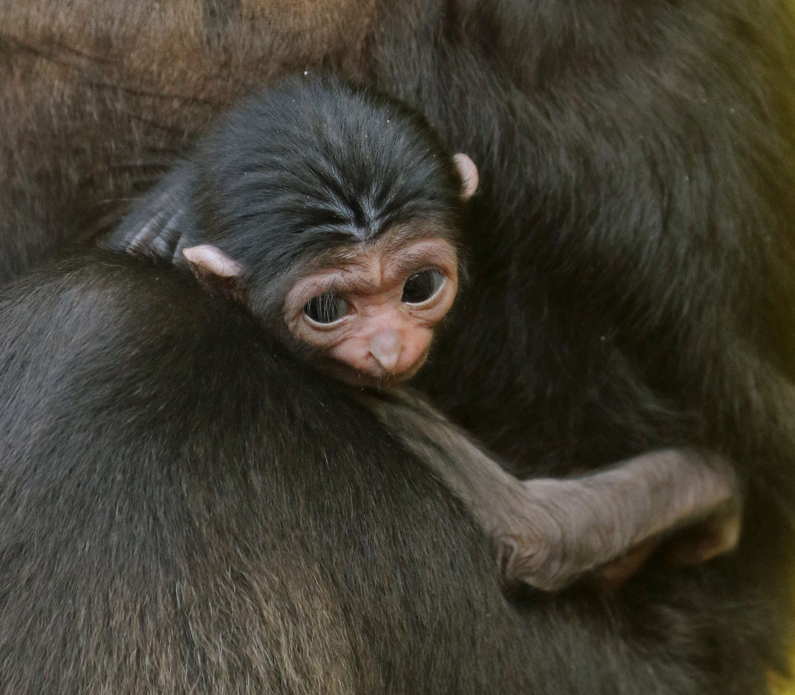 Baby Gibbon Born at Little Rock Zoo | Little Rock Culture Vulture